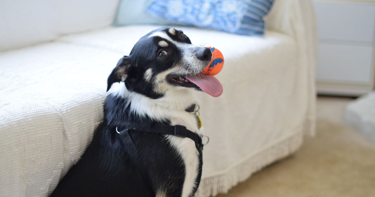 5 best animal shelters in Boulder | ManyPets