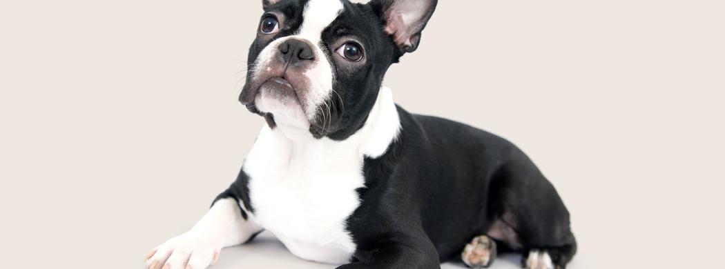 The most common health problems in Boston Terriers | ManyPets