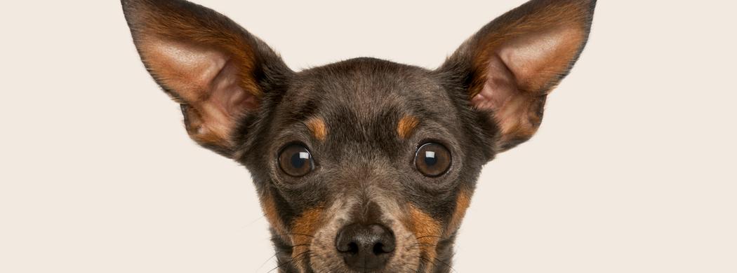 Common health problems with Miniature Pinschers | ManyPets