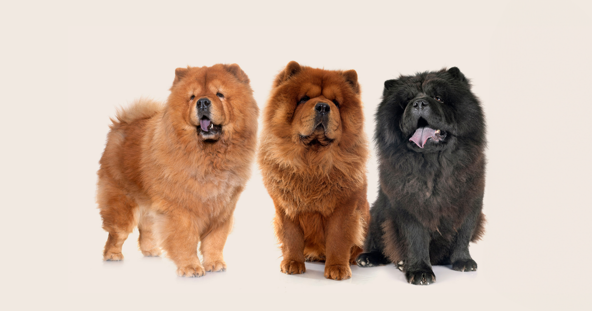 Most common Chow Chow health conditions | ManyPets