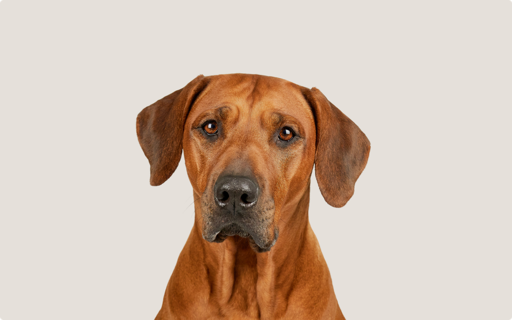 10 high-energy dog breeds that will keep you on your toes | ManyPets