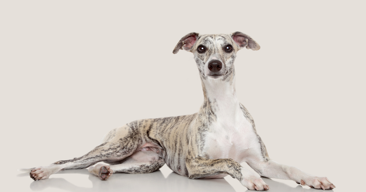 Common health problems in Whippets | ManyPets