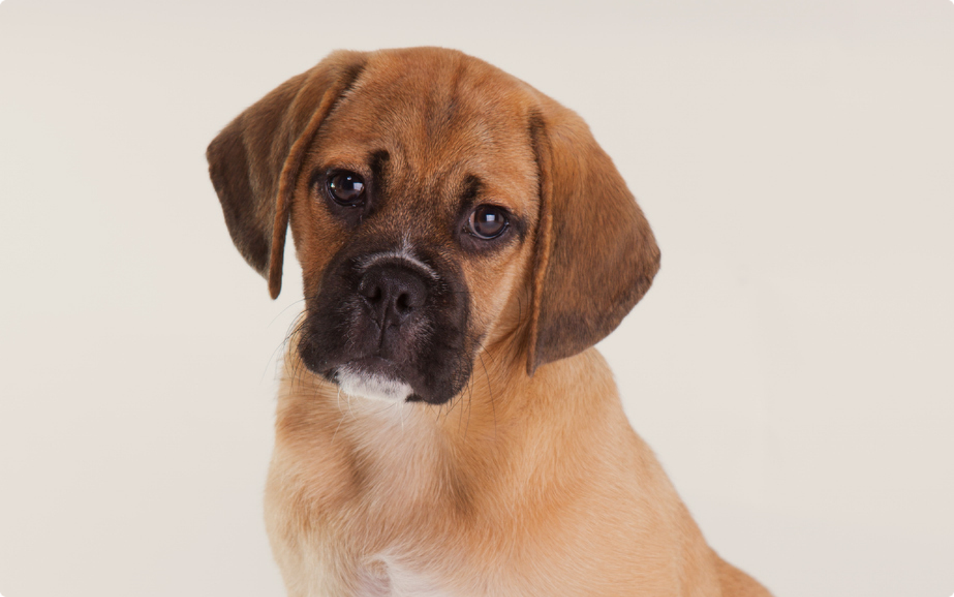 Puggle insurance | ManyPets