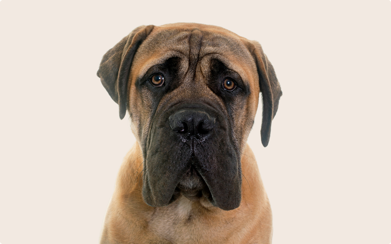 Bullmastiff Insurance | Get a Quote | ManyPets