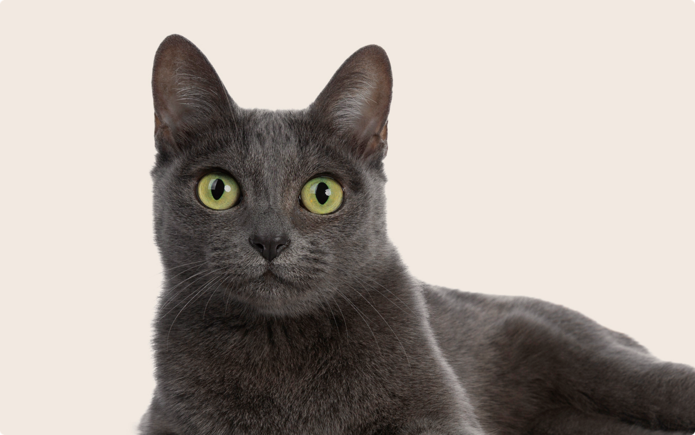 Korat cat insurance | ManyPets