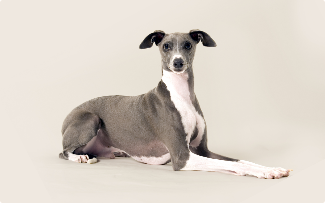 12 best low-maintenance dog breeds for easy-going pet owners | ManyPets