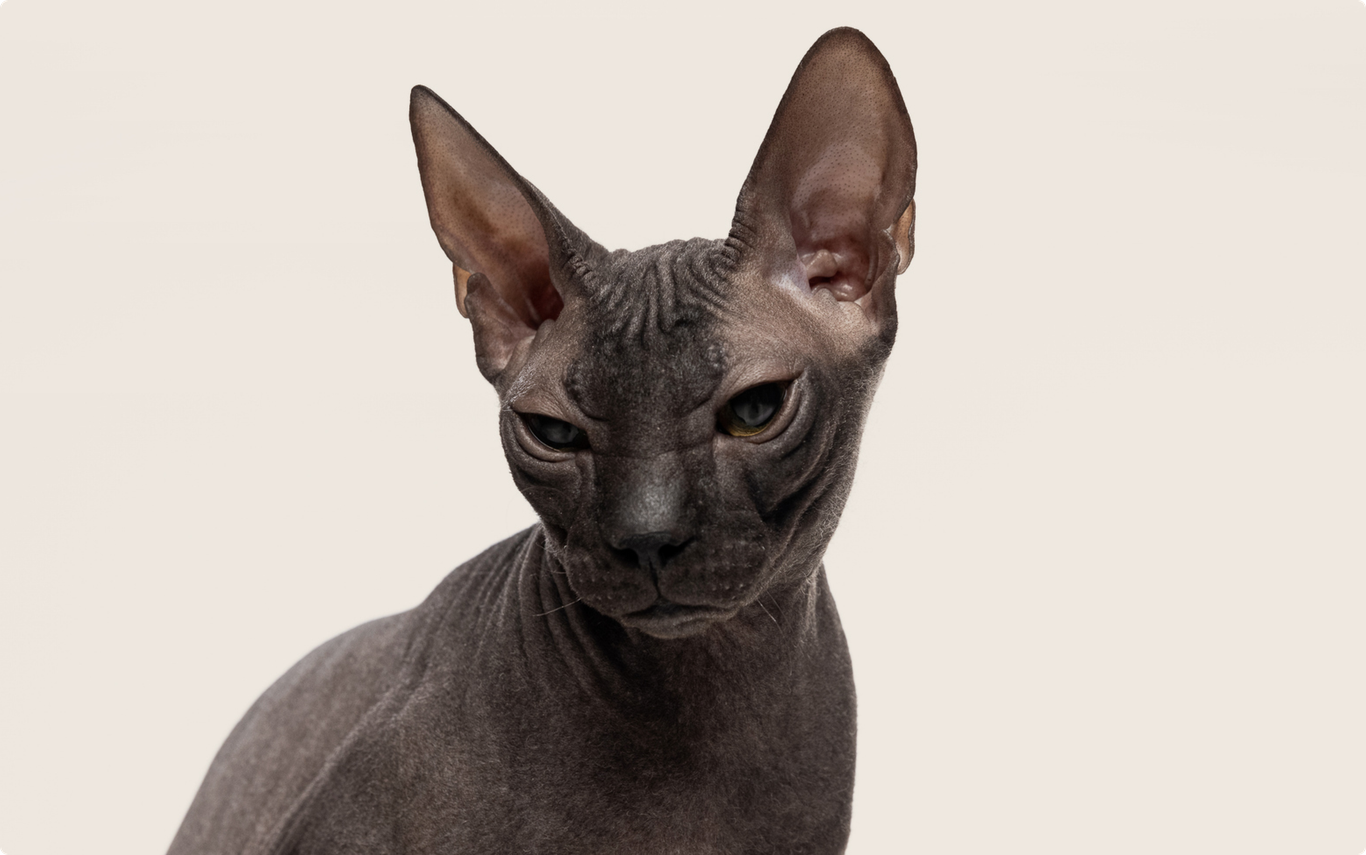 Mexican Hairless Cat insurance | ManyPets