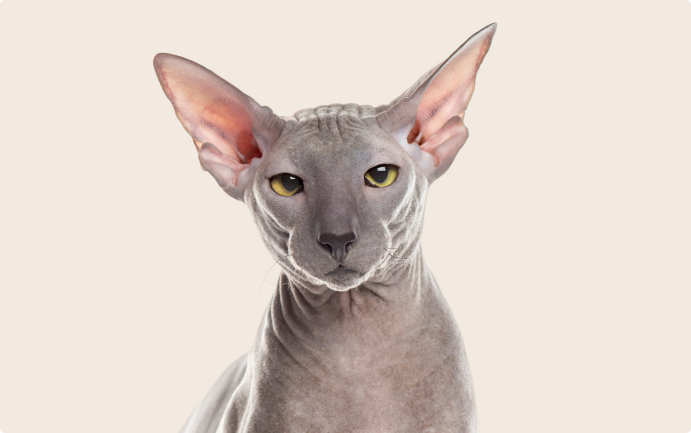Peterbald cat insurance | ManyPets