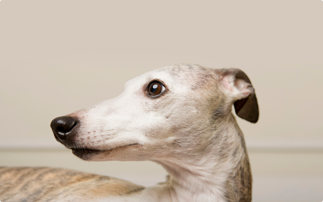 Common health problems in Whippets | ManyPets
