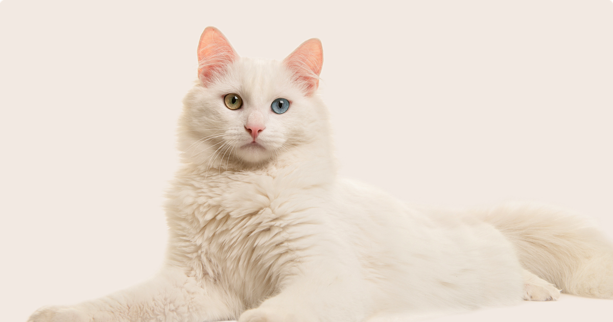 How to tell if your cat is deaf | ManyPets