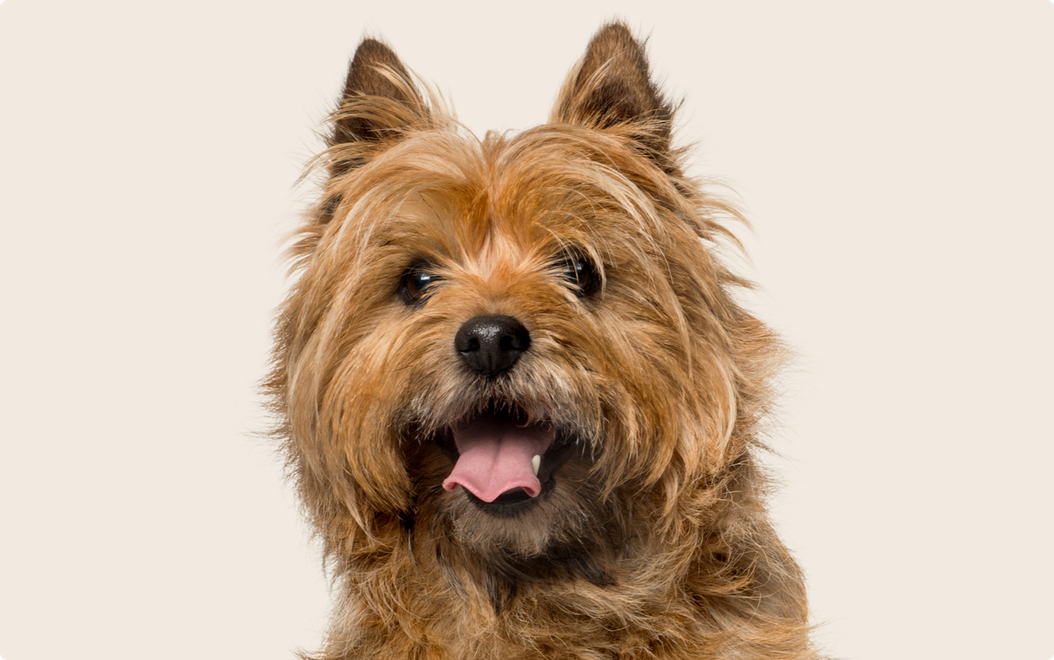 Best non-shedding dogs: An in-depth guide | ManyPets