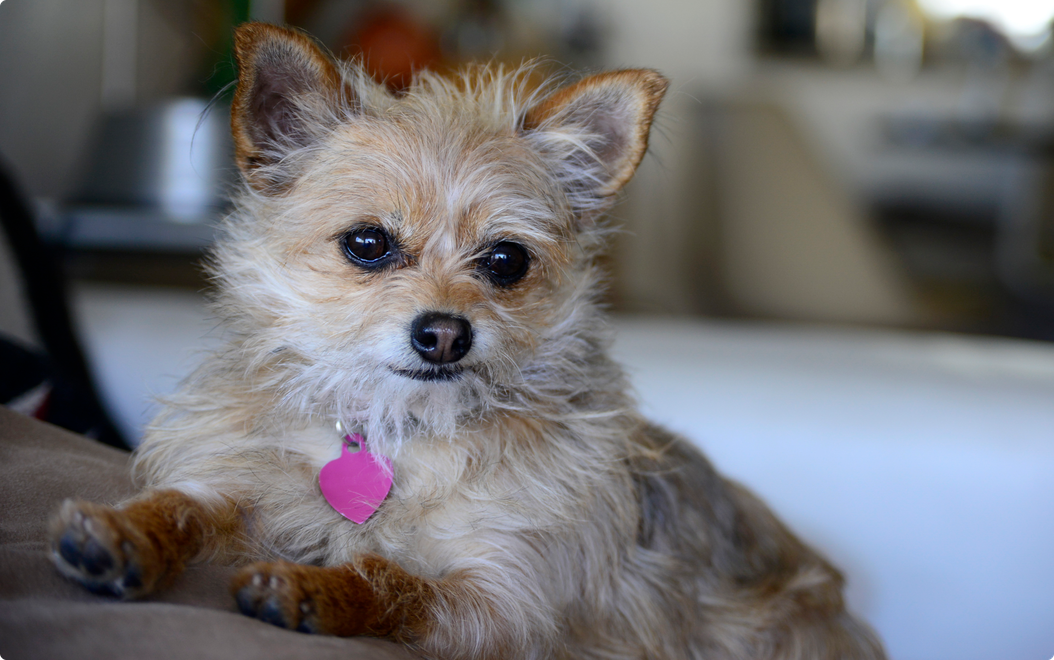 Five signs you like your pet more than your partner | ManyPets