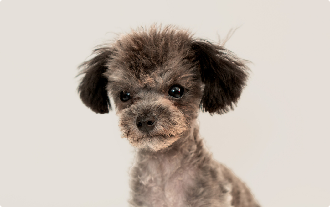 11 best small dog breeds for families | ManyPets