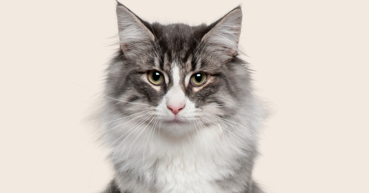 How to pack an emergency cat first aid kit | ManyPets