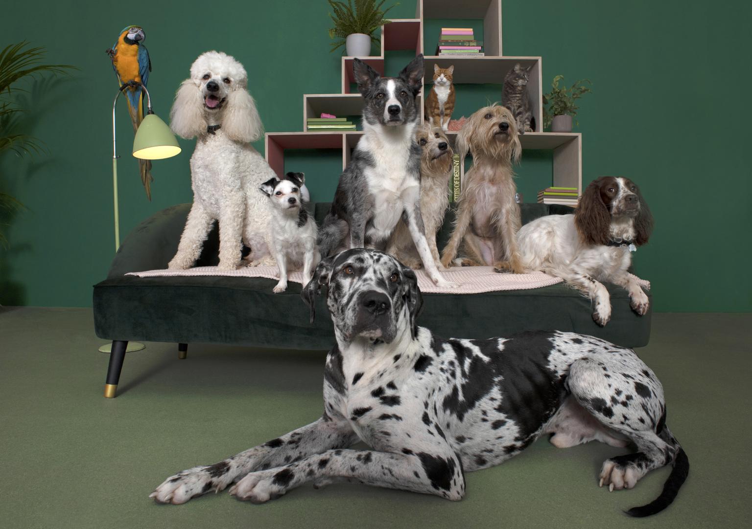 Contact Us Information | ManyPets