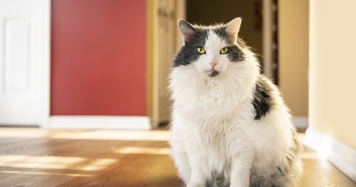 The ultimate cat exercise guide | ManyPets