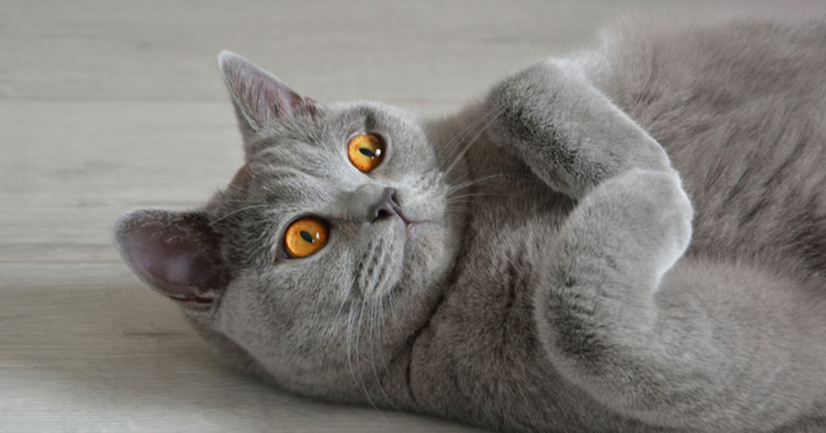 The annual cost of cat ownership in the UK | ManyPets