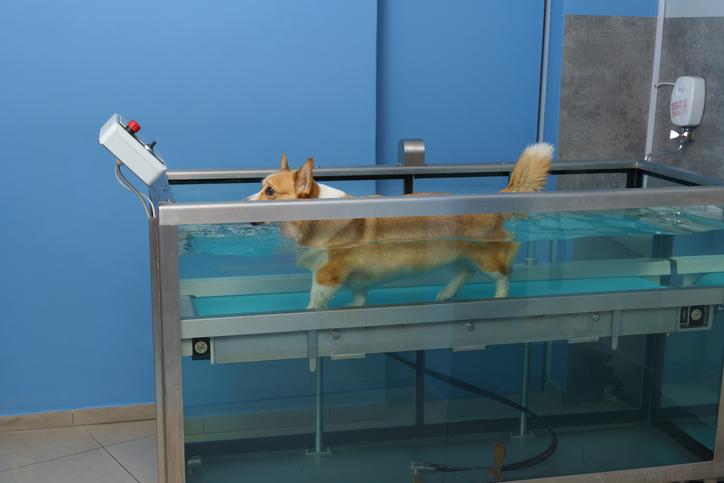 Hydrotherapy for dogs: how does it work? | ManyPets