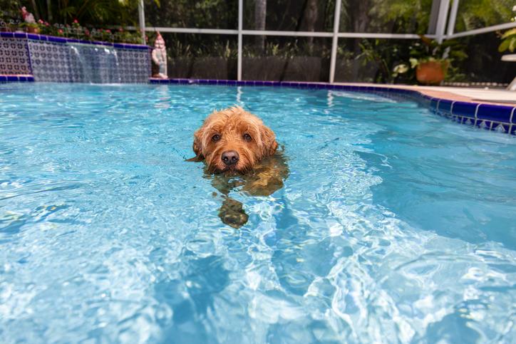 Hydrotherapy for dogs: how does it work? | ManyPets