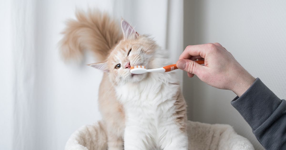 Understanding feline gingivitis: A guide for UK cat owners | ManyPets