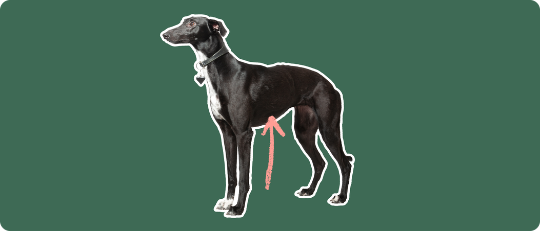 Common health problems in Whippets | ManyPets