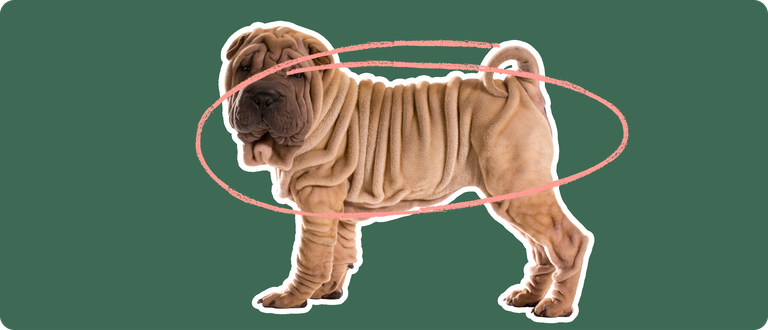 Shar Pei insurance | ManyPets
