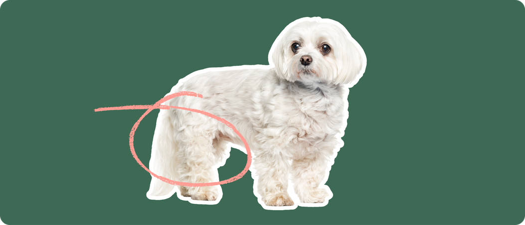 Common health problems with Malteses | ManyPets