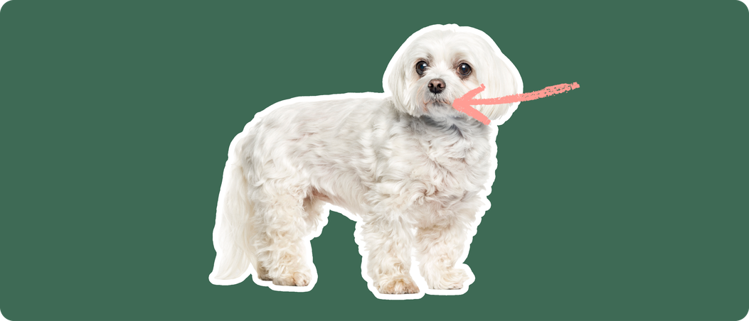 Common health problems with Malteses | ManyPets