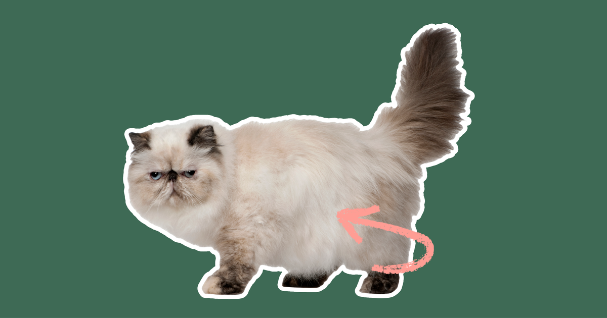 UTIs (urinary tract infections) in cats | ManyPets