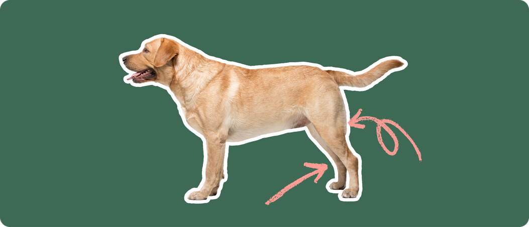 4 common health issues in Labrador Retrievers | ManyPets