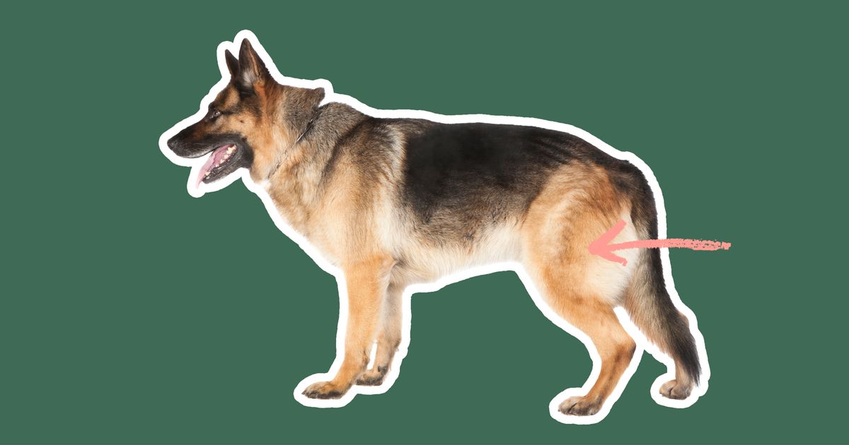 4 common health issues in German Shepherd dogs | ManyPets
