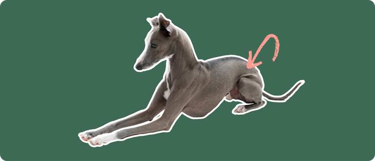 Italian Greyhound insurance | ManyPets