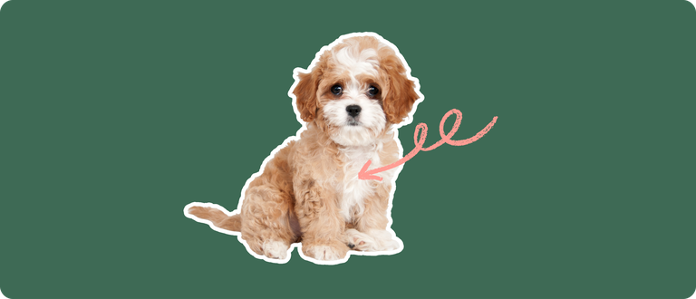 Cavapoo Insurance | Get a quote | ManyPets
