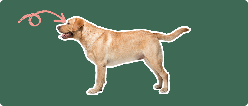 4 common health issues in Labrador Retrievers | ManyPets