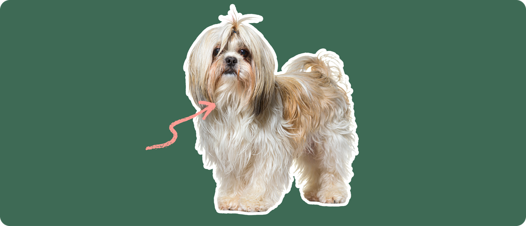 Shih tzu health issues | ManyPets