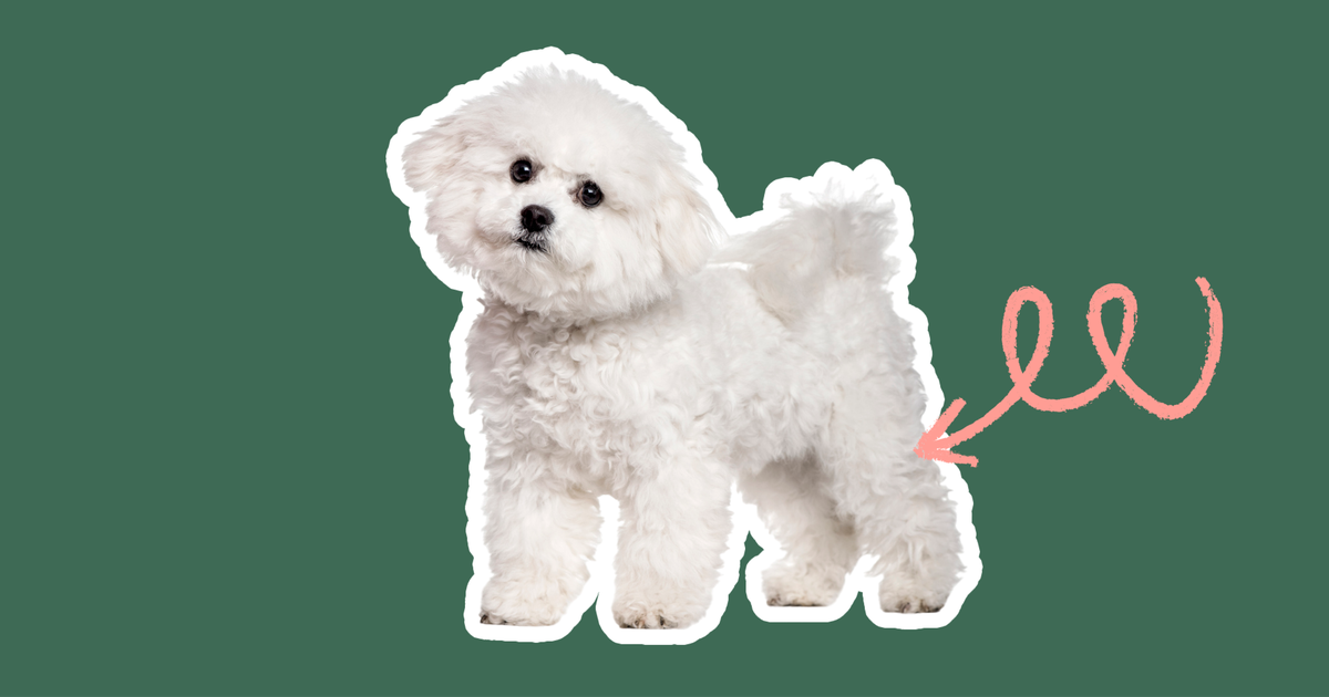 7 Bichon Frisé health issues (and what ~22% of them die from) | ManyPets