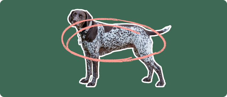 German Shorthaired Pointer insurance | ManyPets