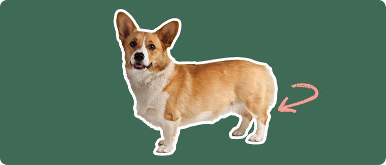 Corgi Insurance | Get a Quote | ManyPets