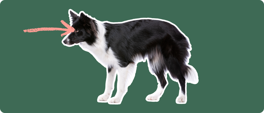 Common health problems with Border Collies | ManyPets