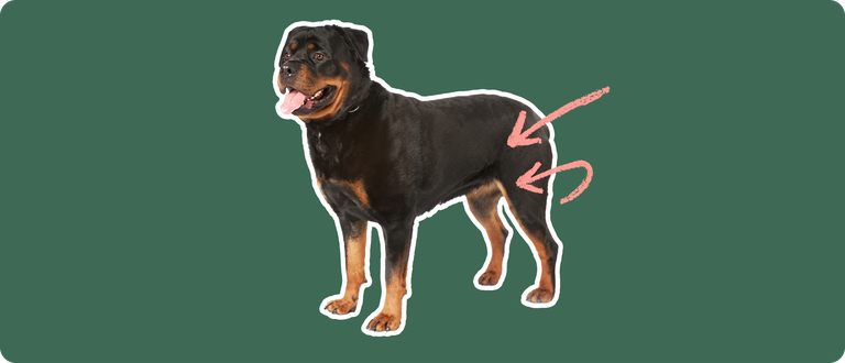 Rottweiler Dog Insurance | Get a Quote | ManyPets
