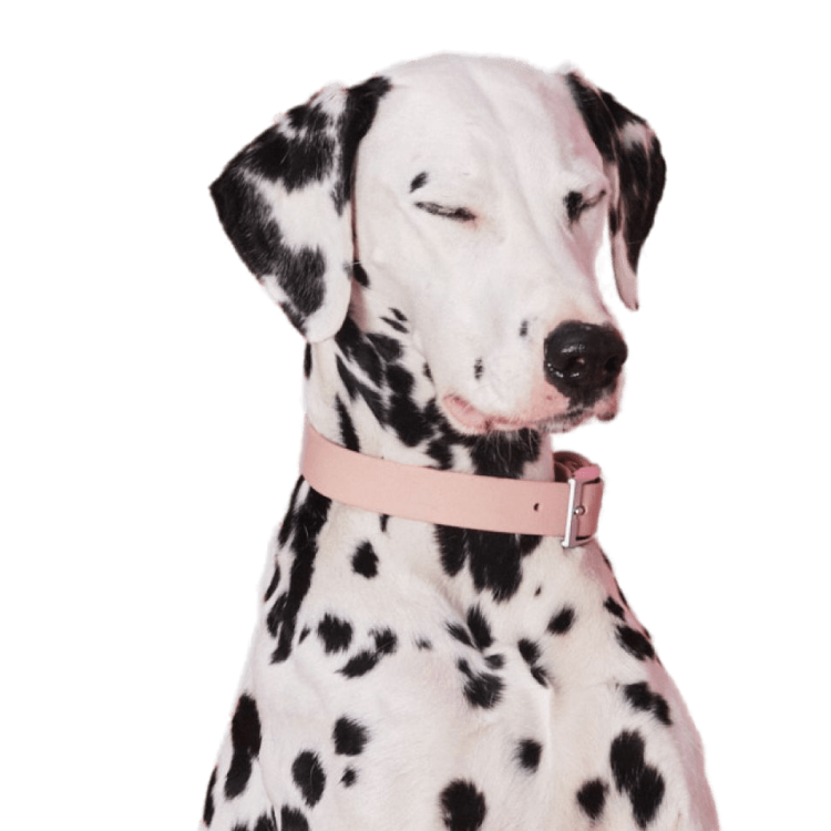 Bought By Many is becoming ManyPets | ManyPets