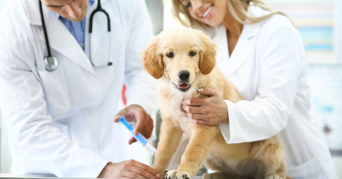 A complete guide to puppy vaccinations in the UK | ManyPets