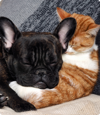 Adopting a pet? Here's what to consider | ManyPets