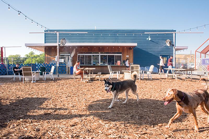 The ultimate guide to dog friendly Austin | ManyPets