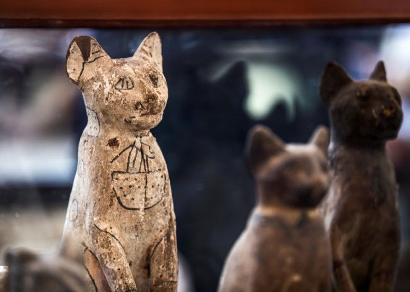 How Ancient Humans Cared for Their Pets | ManyPets