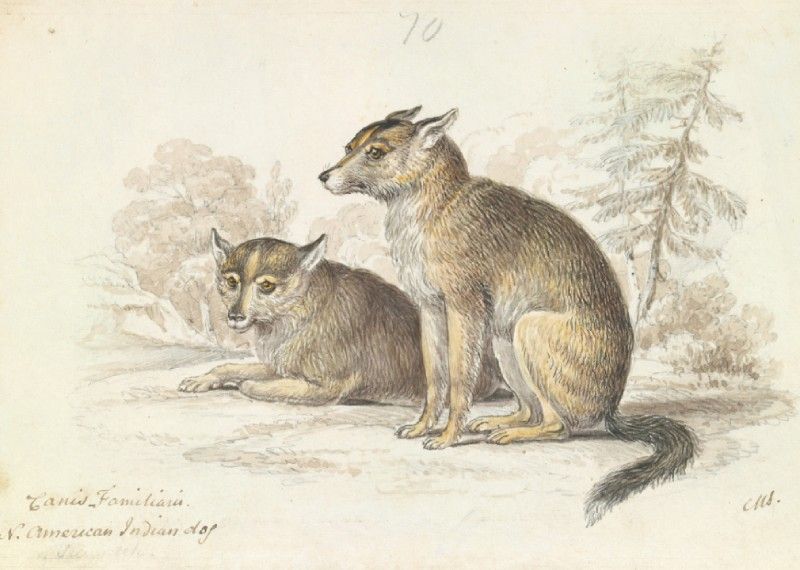 How Ancient Humans Cared for Their Pets | ManyPets