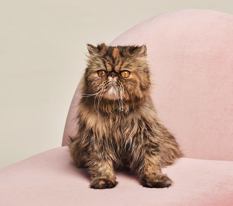 Contact us | ManyPets