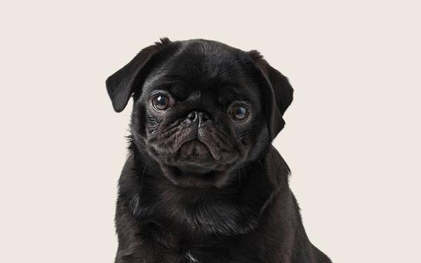 Dog Breed Guides | ManyPets