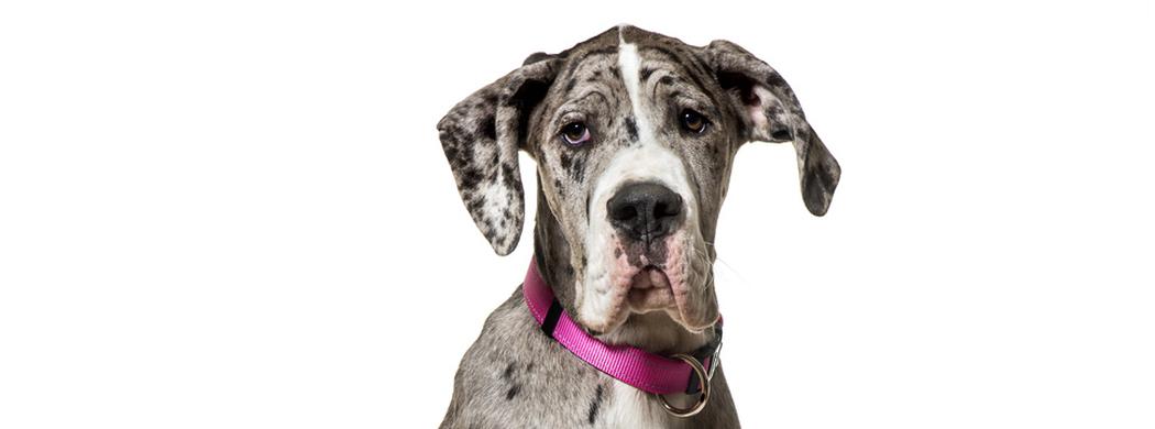 At What Age Are Great Danes Fully Grown