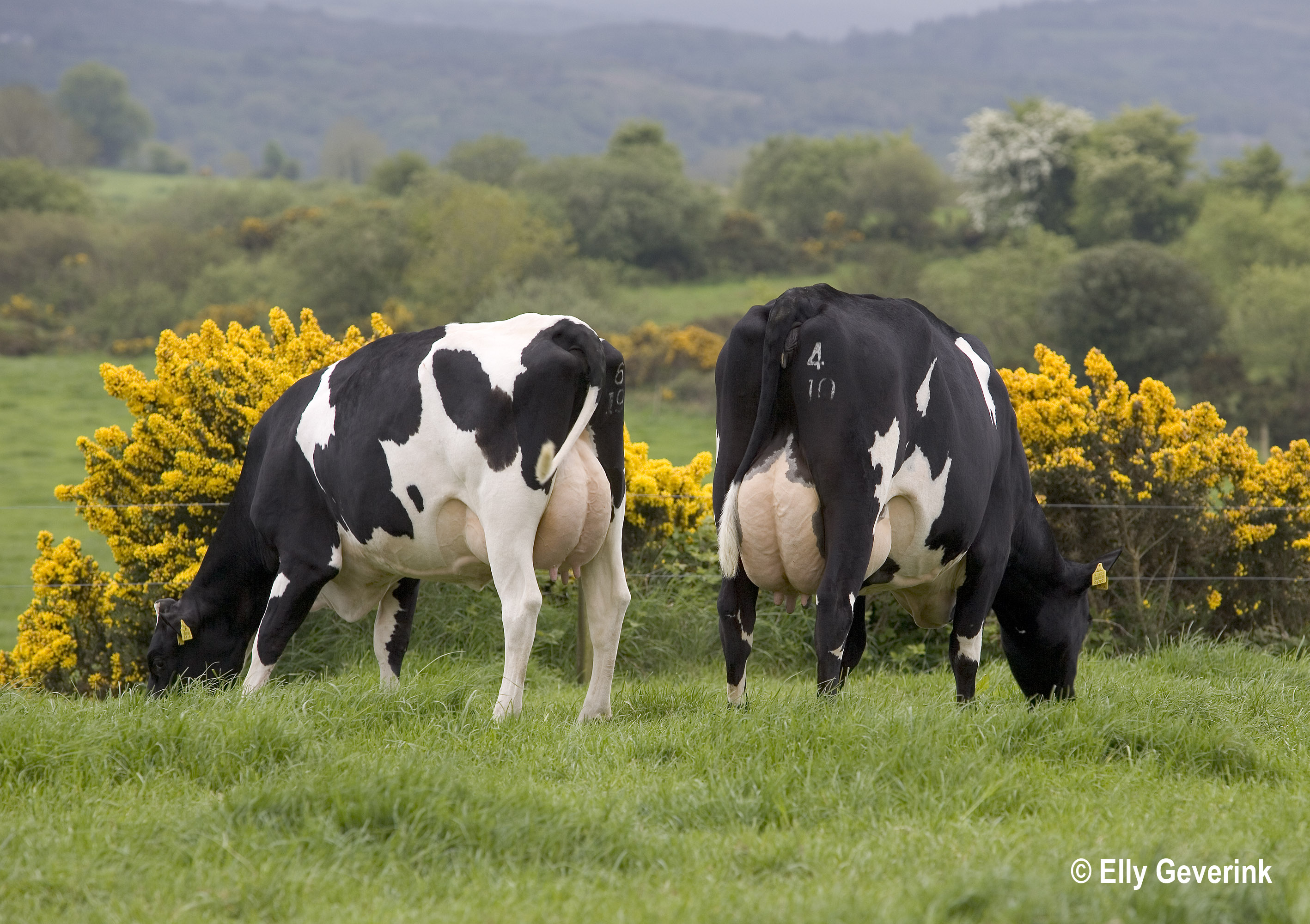 Norwegian Red Cattle @doveagenetics's Video Tweet